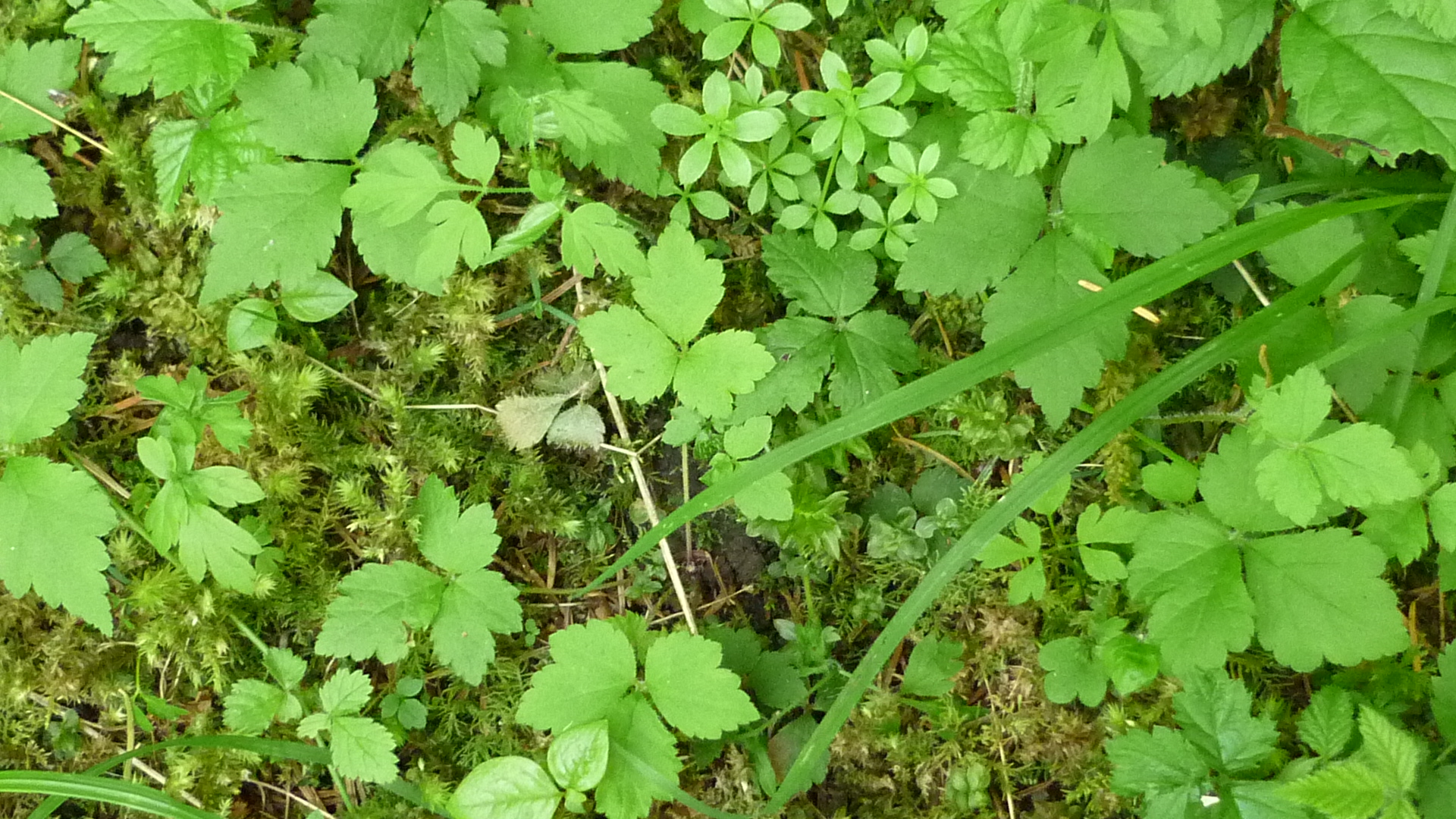 Orcas Youth Conservation Corps Needs a Leader ASAP - Life on Orcas Island
