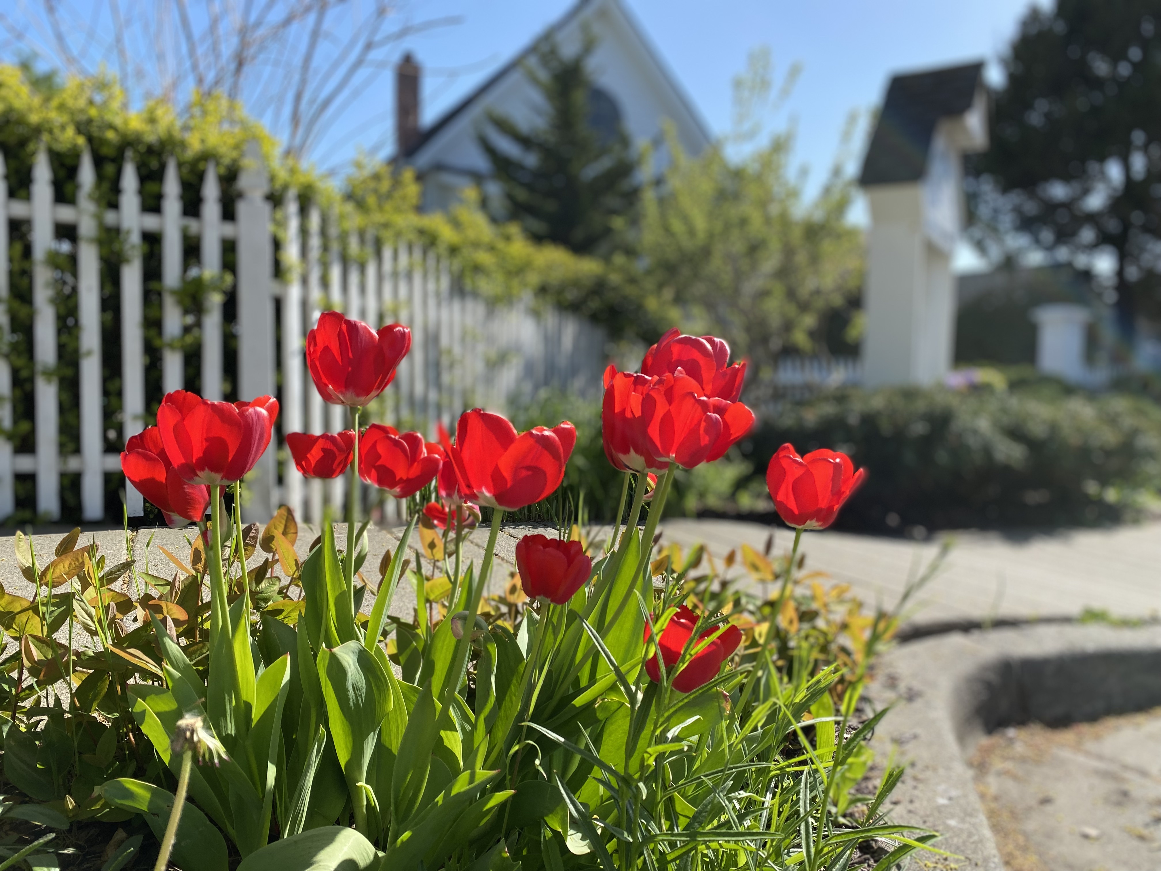 The Bliss of Sunny May Days - Life on Orcas Island