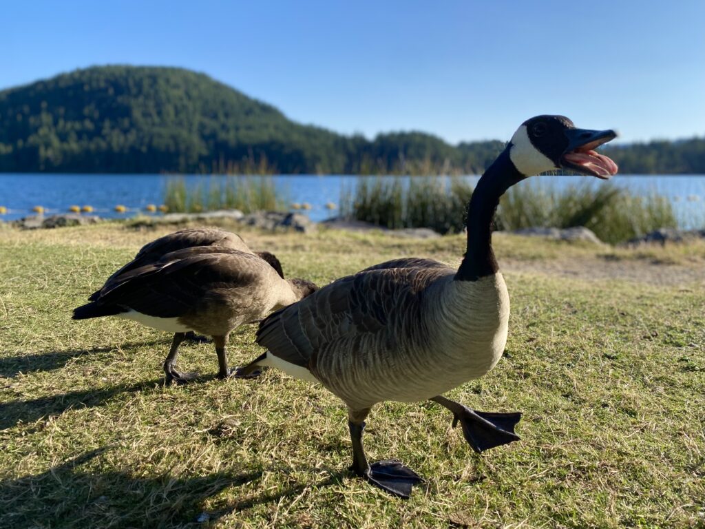 Photo of the Day: Goose Honk! - Life on Orcas Island